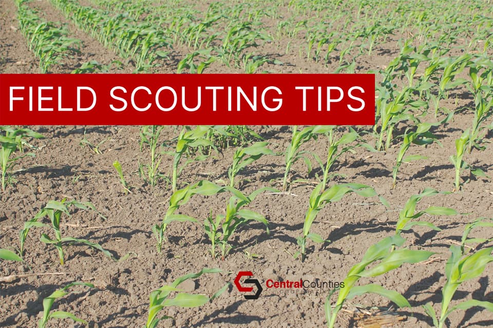 Field Scouting Tips - Central Counties Co-op